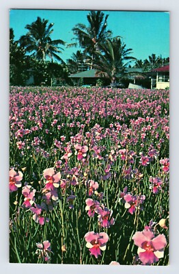 Postcard Hawaii HI Vanda Orchid Flower Field 1960s Unposted Chrome | eBay