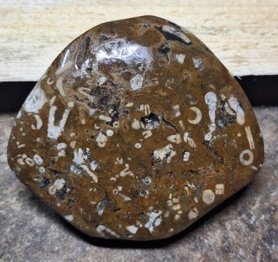 Polished Fossil Hash Plate Brachiopod Coral Crinoid Devonian Period ...