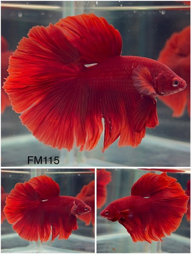 Male Betta Live Fish - Full Red Halfmoon - FM115 - High Quality A++ | eBay