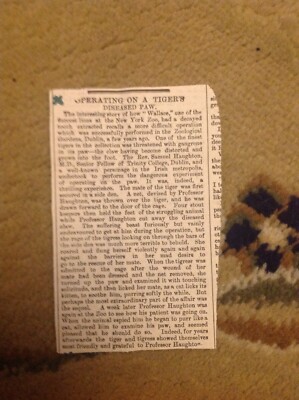 V1b Ephemera 1896 Article Dublin Zoo Tiger Operation Samuel Haughton ...