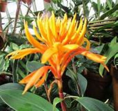 Golden Brush Dwarf Ginger - Burbidgea schizocheila- SMALL ROOTED ...