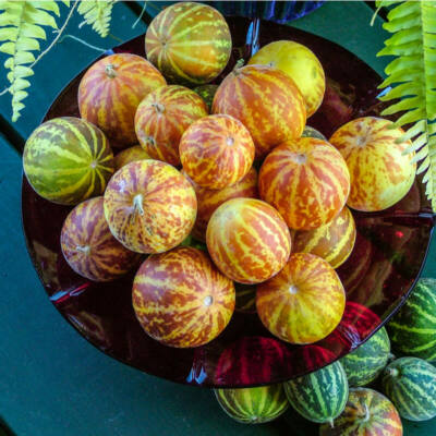 10 Graines de Cucumis Melo Queen Anne's, Melon de Poche | eBay