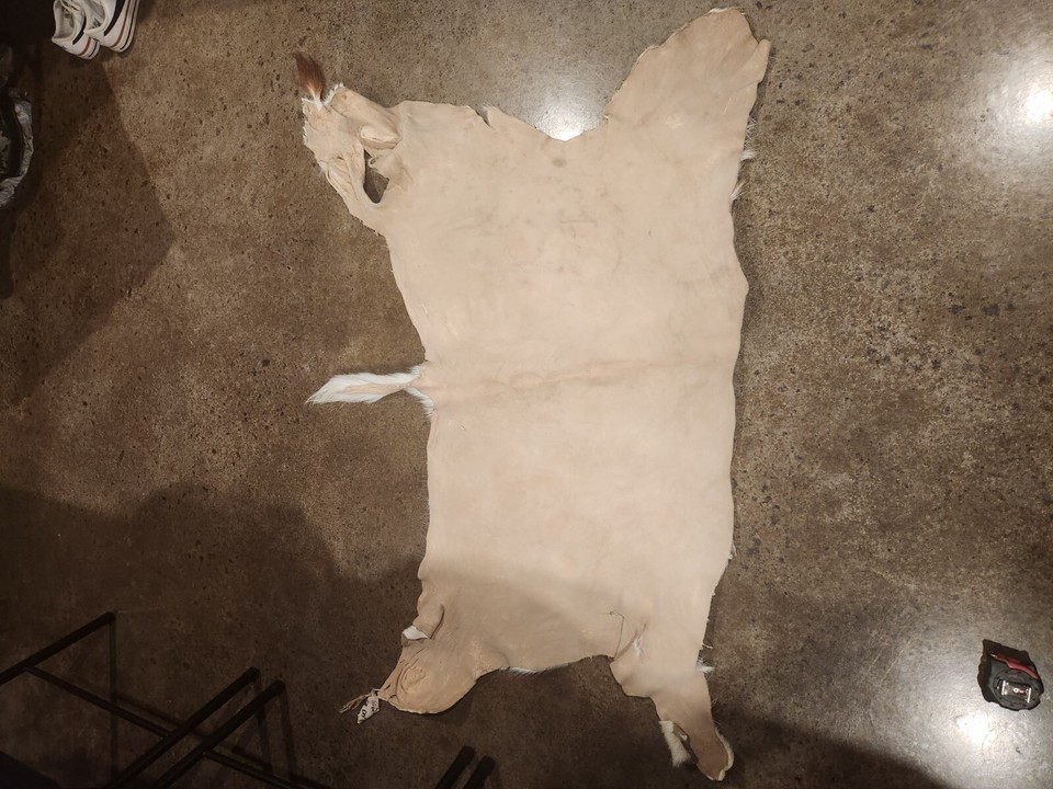 Taxidermy Texas Tanned Fallow Deer Skin /Rug Log Cabin Hunting Axis | eBay