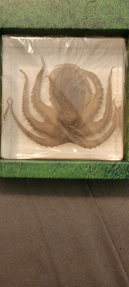 3" Real Octopus in Crystal Clear Lucite Resin Paperweight Mollusc Specimen | eBay