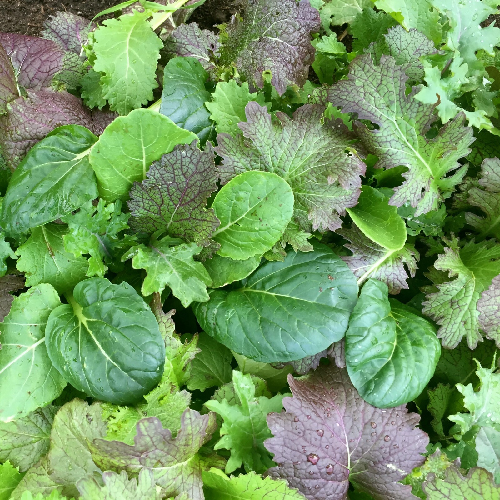BABY LEAF SALAD Mix 250+ Seeds CUT & COME AGAIN vegetable garden ALL ...