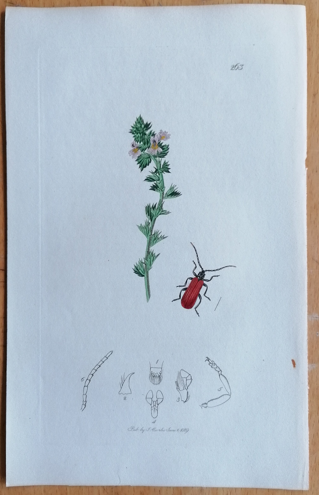 Insect Lycus on Eye Bright - Original Print Curtis Entomology - 1824 | eBay