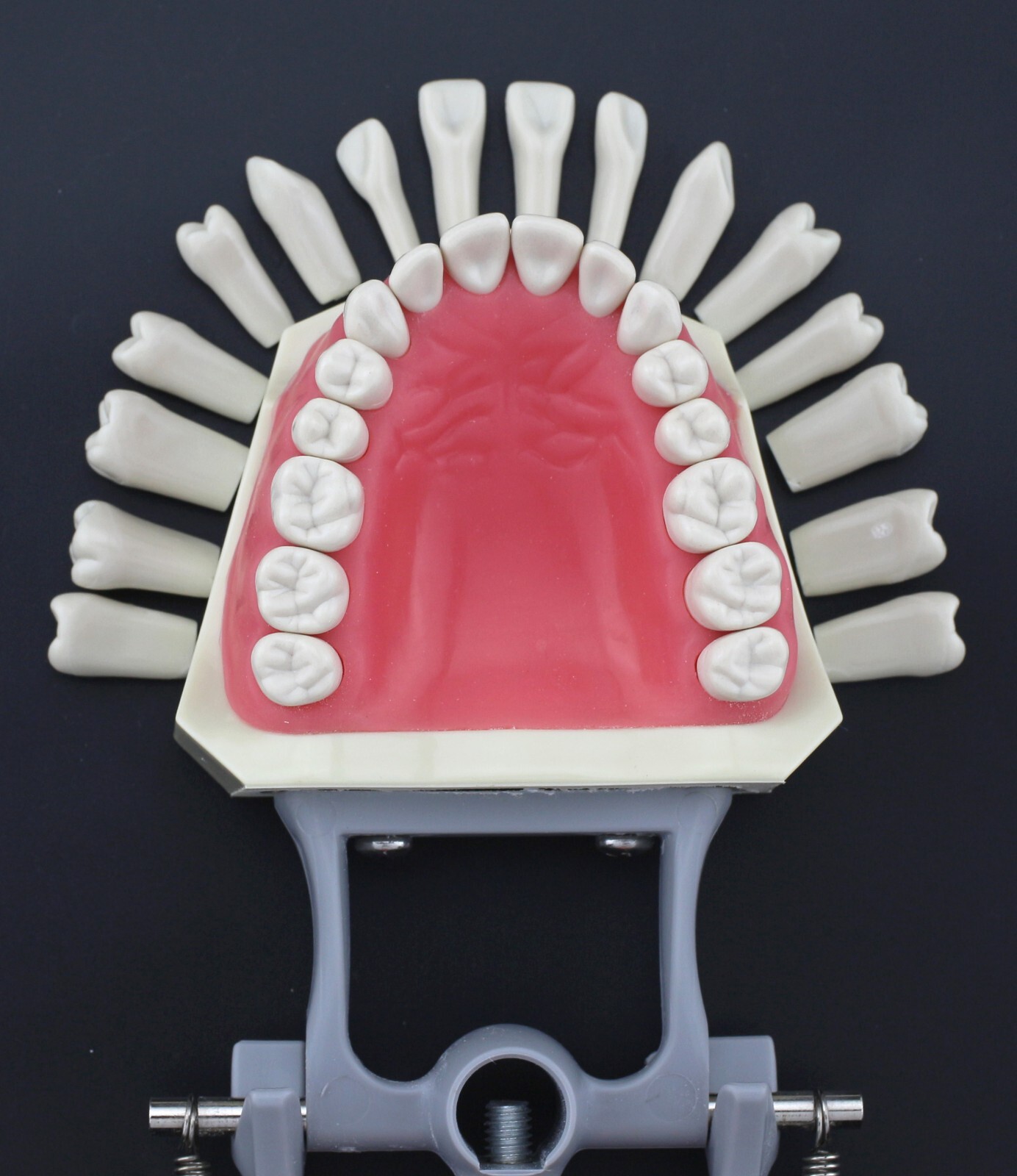 Columbia Dentoform 860 Type Dental Typodont Model With 32pcs Removable ...