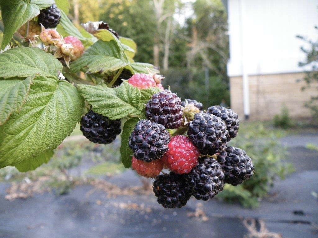 1 Ohio Treasure black raspberry plant Everbearing. Zones 3-8 Not ...