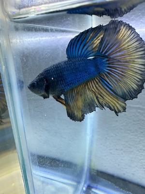 Halfmoon male betta blue body, yellow fins with black trim | eBay