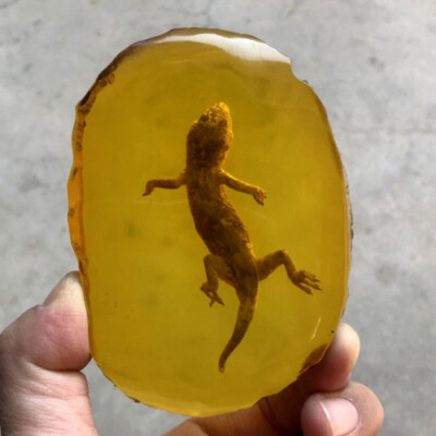 Beautiful Amber Fossil Insects Manual Polishing Gecko Amber Ornaments ...
