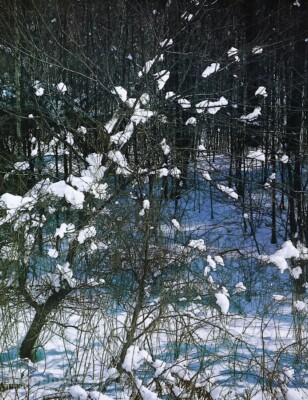 1962 Vintage ELIOT PORTER Winter Snow Forest Tree Branch Nature Photo ...