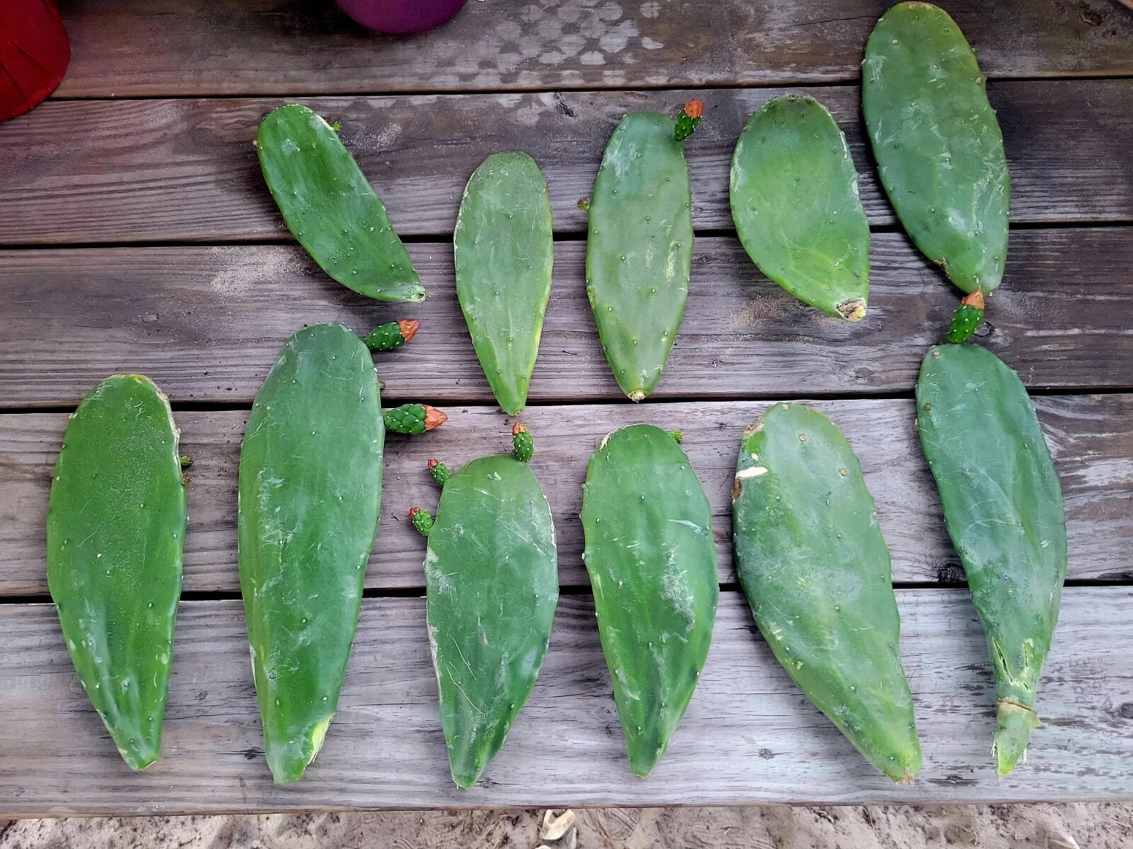 *Rare* 3 Opuntia Megacantha 'Nopal Blanco' Spineless Cactus Pads To ...