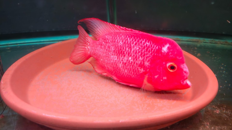 Female Super Vip Golden Base King Kamfa F1 Eggs & Fry Proven Flowehorn ...