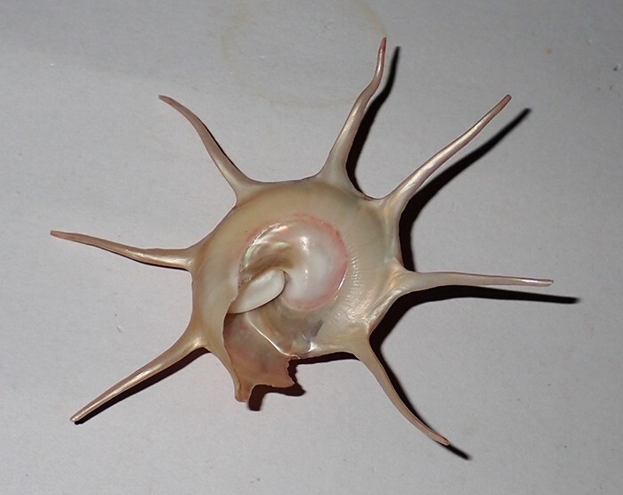 77 mm GREAT Guildfordai Yoka Star Seashell + Operculum #AA1 Siargao ...