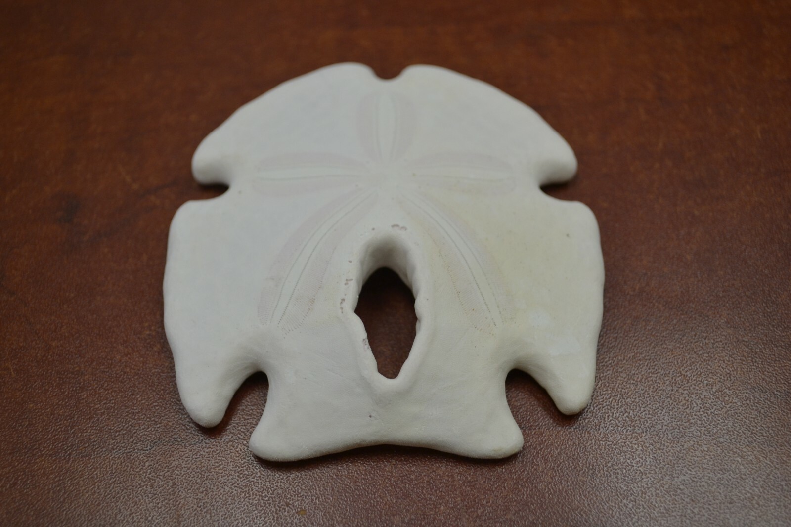 WHITE ARROWHEAD SAND DOLLAR SEA SHELL WEDDING BEACH 3 1/2" - 4" | eBay