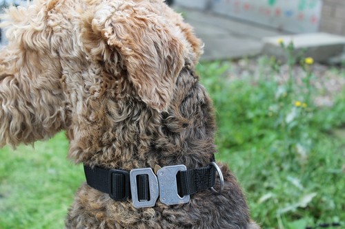 Onie Canine 'onie' 25mm AustriAlpin Cobra Fastner Dog Collar - Security ...