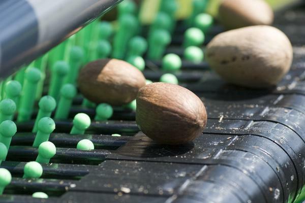 Bag-A-Nut Pecan Picker Upper - 12" Push Pecan Harvester (A5010) | eBay