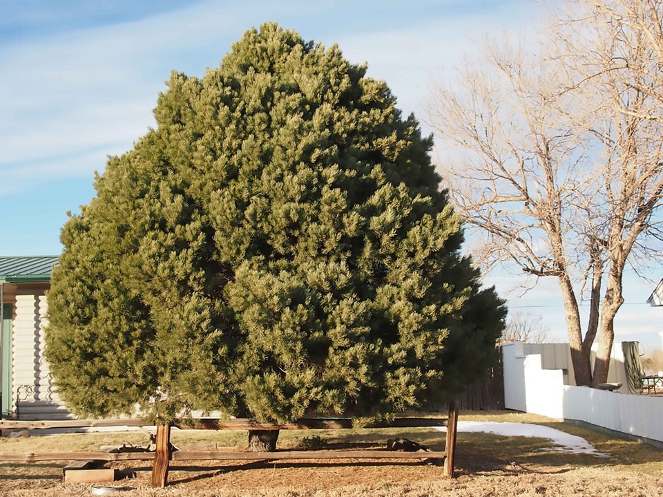 Blue Needled Pinyon Pine, Pinus cembroides monophylla, Tree Seeds ...