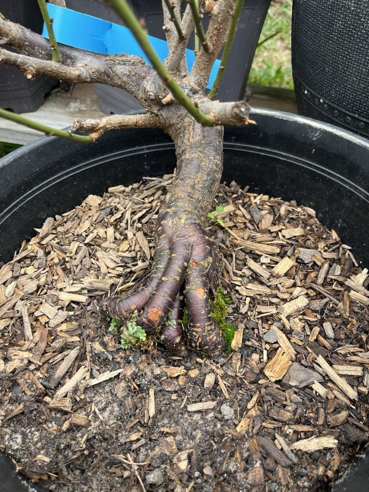 Big Trunk Japanese Plum bossom Bonsai Tree Meiyuanmo Bonsai 梅园墨梅花大老桩盆景 ...