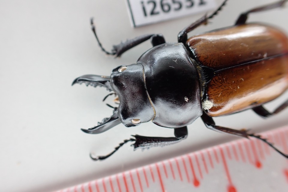 i26531. Insects, Lucanidae: Neolucanus sp. Vietnam, Lai Chau | eBay