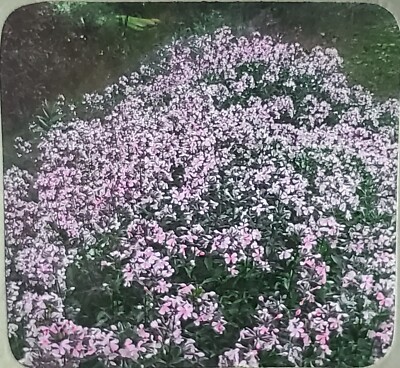 Bouncing Bet (Soapwort) - Cichorium Intybus, Flower, Magic Lantern ...