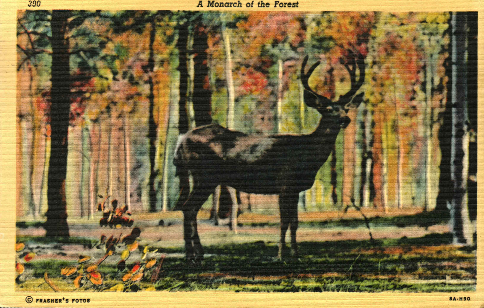 Postcard Animals Deer Buck A Monarch Of The Forest Antlers | eBay