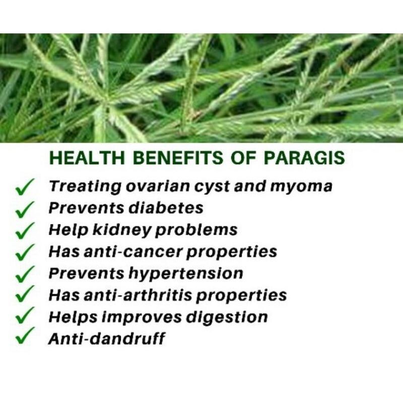 Dried Paragis Plant Powder Eleusine indica GooseGrass Poaceae Ayurvedic ...