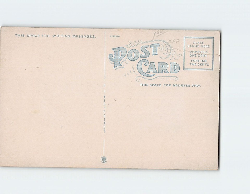 Postcard Two Species of Giant Cactus | eBay