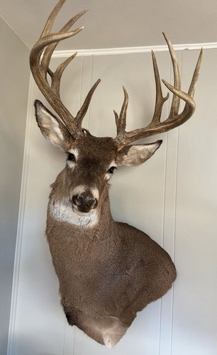 13 Point Whitetail Deer Shoulder Mount Giant Rack High Quality Trophy ...