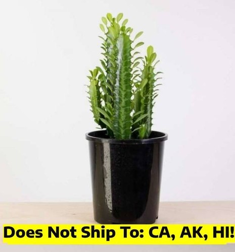 Houseplant Green Cathedral Cactus in 8"Pot Evergreen Succulent Live ...