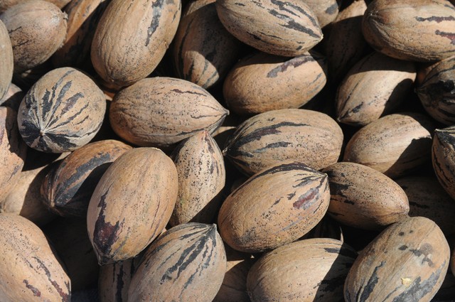 In Shell Pecans - 5 lb. - Treasured Harvest Brand for sale online | eBay