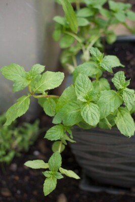 Mint, Spearmint Plug Plants | eBay UK
