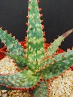 Aloe cultivar CORAL FIRE, exotic hybrid rare blue red color succulent ...