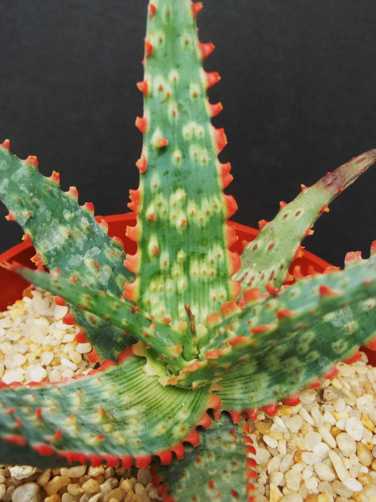 Aloe cultivar CORAL FIRE, exotic hybrid rare blue red color succulent ...