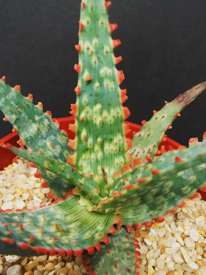 Aloe cultivar CORAL FIRE, exotic hybrid rare blue red color succulent ...