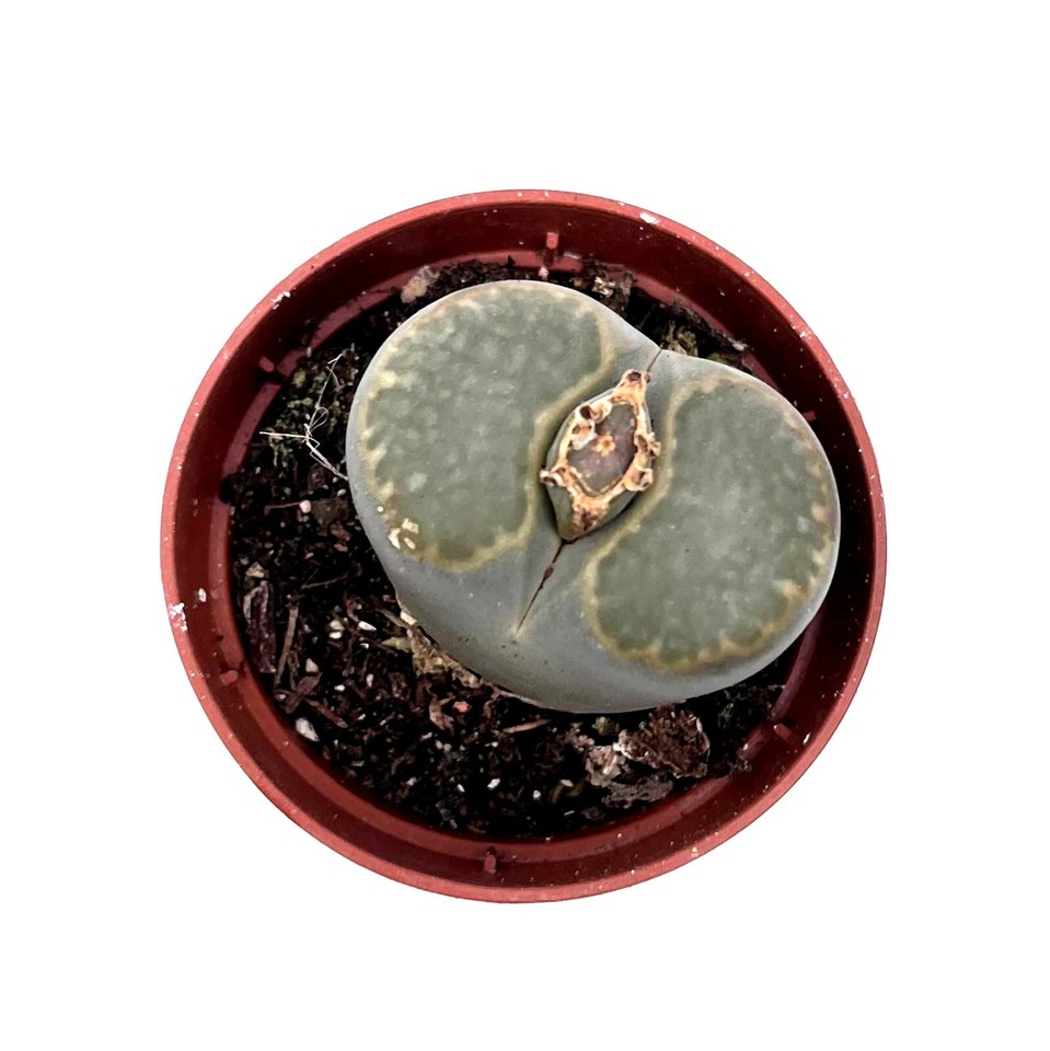 Large Lithop Living Stones pebble plant succulent single head in 5cm ...