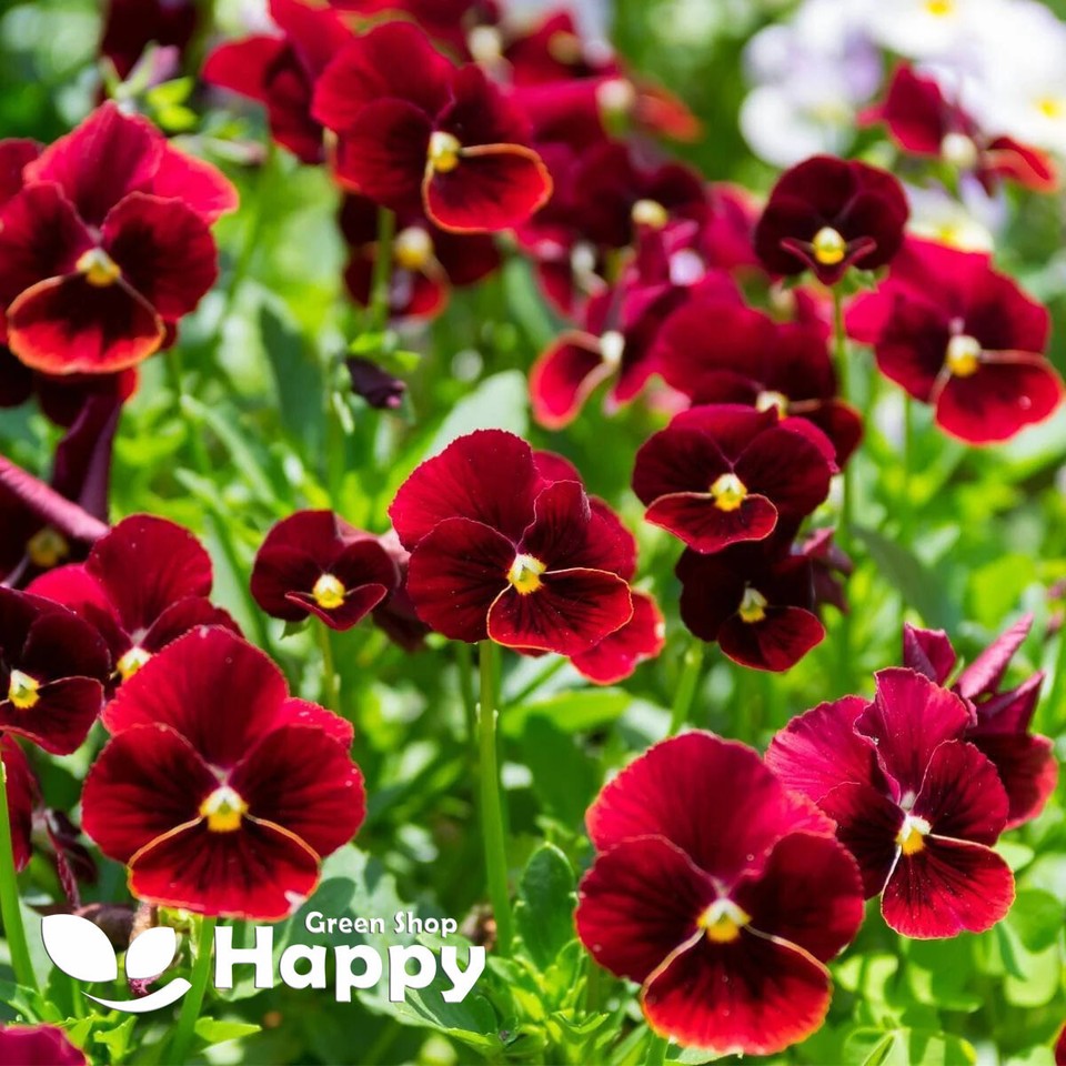 Horned Pansy Flower - Arkwright Ruby - 200 Seeds - Viola Cornuta ...