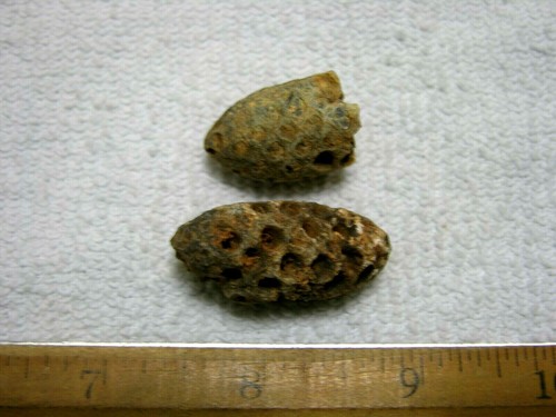 Petrified Silicified fossil Pine Cones Eocene Epoch Northern Sahara desert P57 | eBay