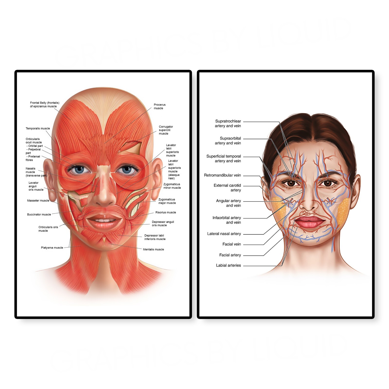 FACE ANATOMY MUSCLE VEINS Detailed EDUCATIONAL SCIENCE poster print A4 ...
