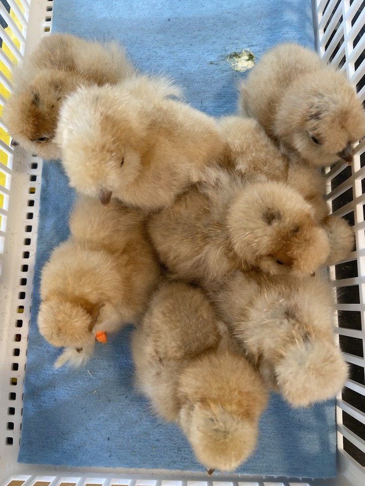 One Dozen (12) Satin & Satin frizzle Hatching Eggs • NPIP • UPS 2 Day ...