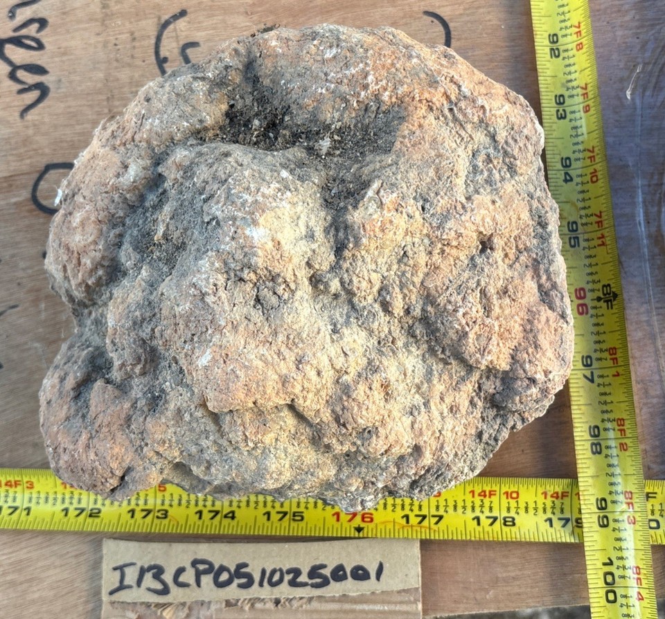 Large Complete Coprolite Fossil dinosaur | eBay