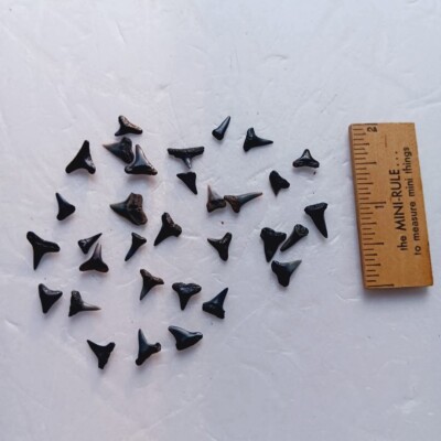 30 mini Sharks Teeth | eBay