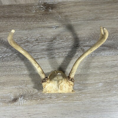 3 Point Whitetail Deer Antler Rack Skull Plate Decor Michigan Hunting ...