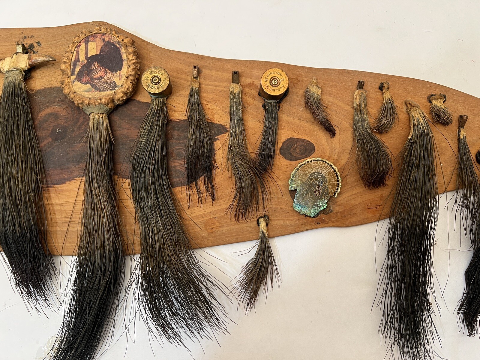 Amazing Eastern Wild Turkey Beard Beards Vintage Casings & Spur Live ...