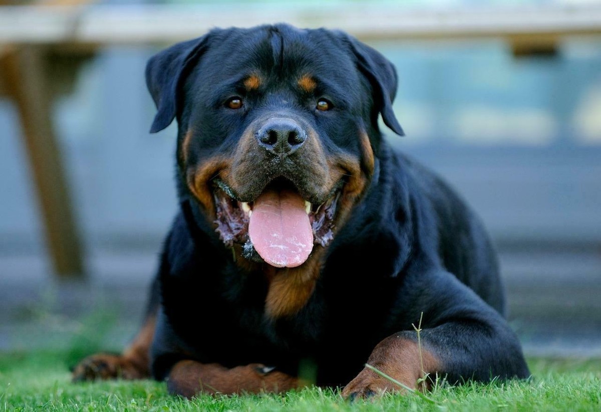 Rottweiler Dog Wallpapers