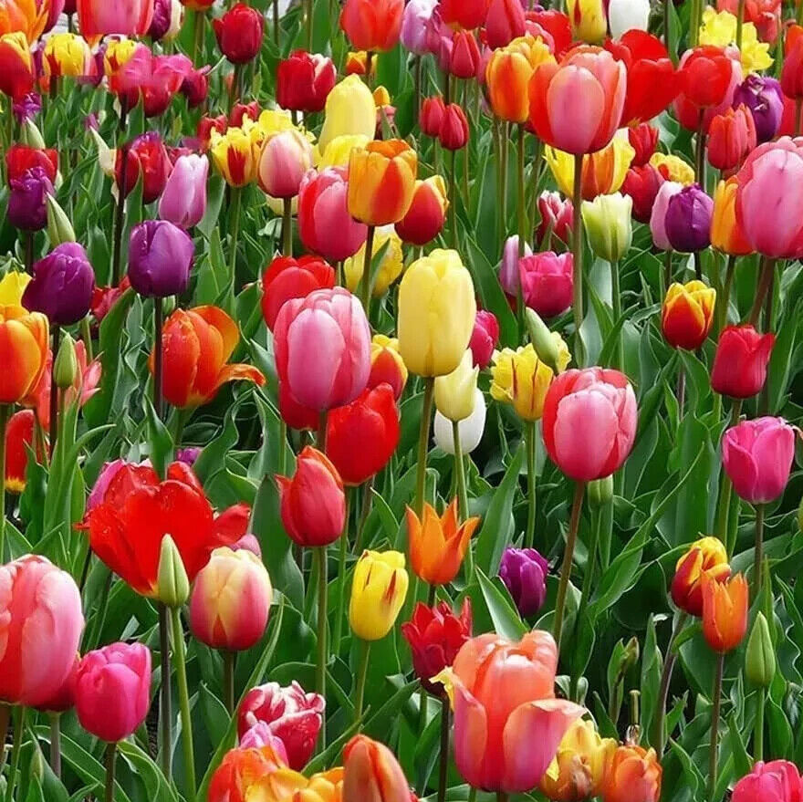 25 Tulips Rainbow Flower Bulbs Mixed Perennial Tulip Bulb Fall Plant ...