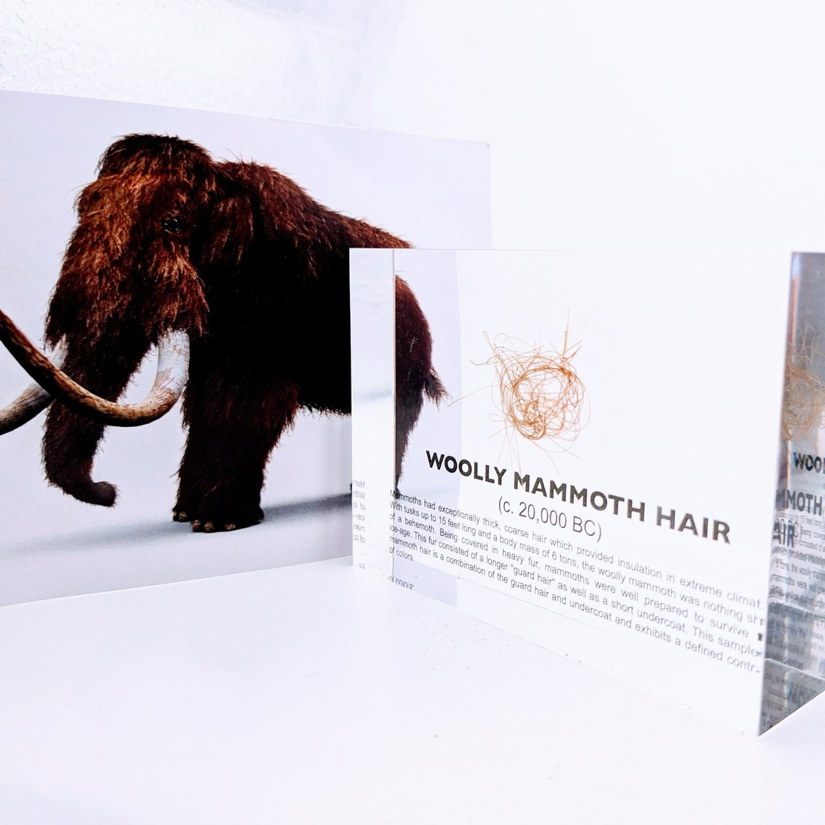 Woolly Mammoth Display Scientists Make Breakthrough In The Hope Of