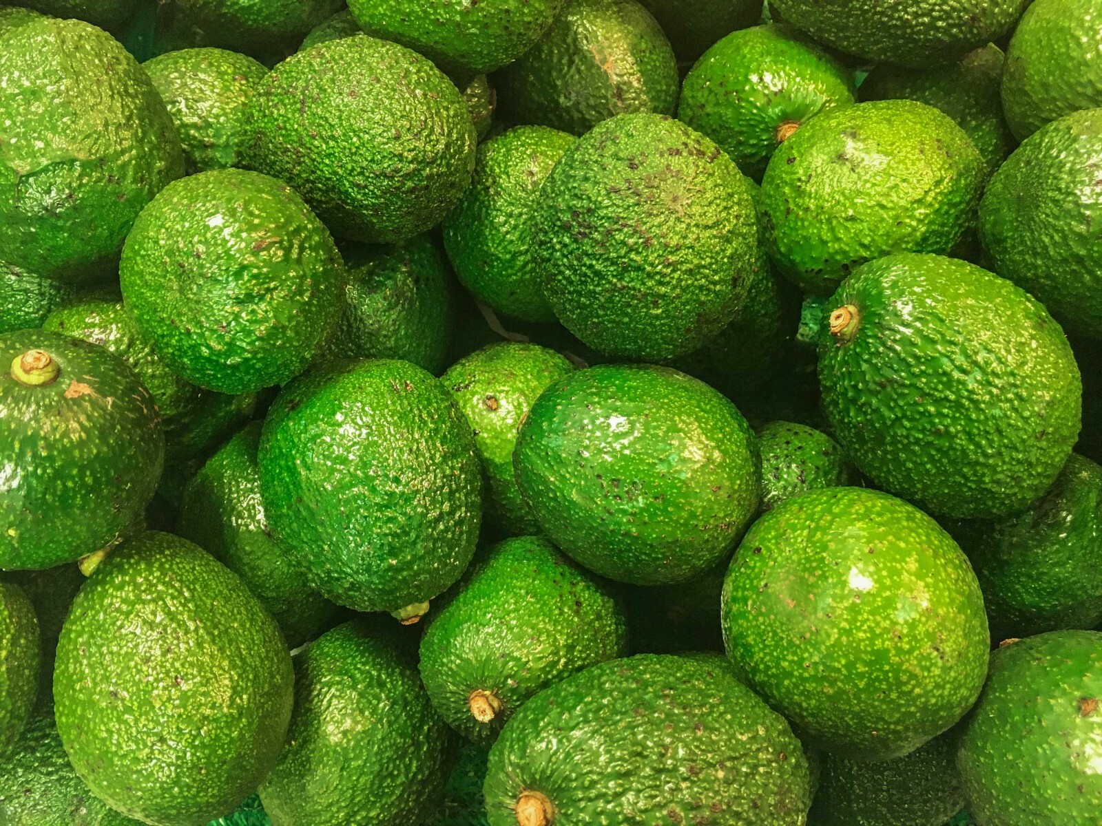 Avocado powder 8oz (227g) Freeze Dried Oleic Acid, Vitamin K, Folate ...