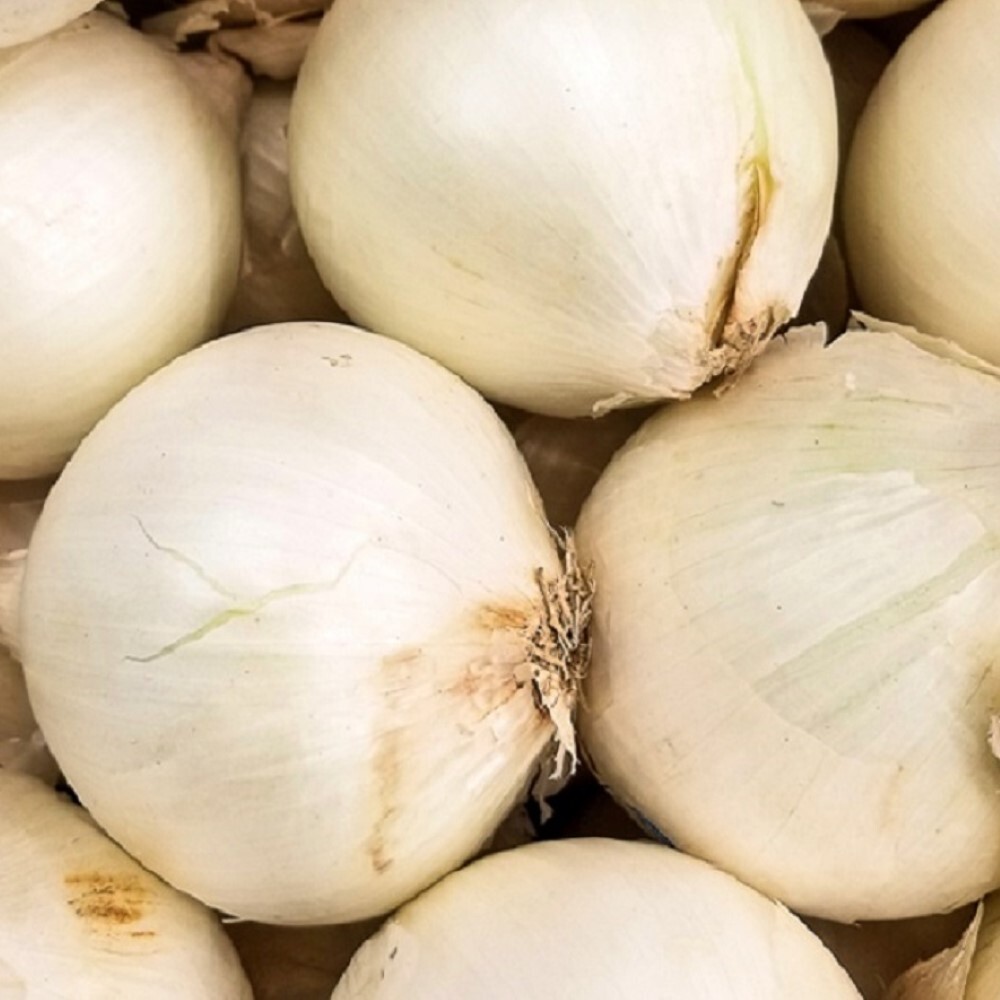 Early White Grano PRR Onion Seeds | NON-GMO | Heirloom | Fresh Garden ...