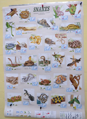 ROLLED 1991 SNAKES DIAGRAM CHART REPTILE NATURE WILDLIFE 27X39 POSTER ...